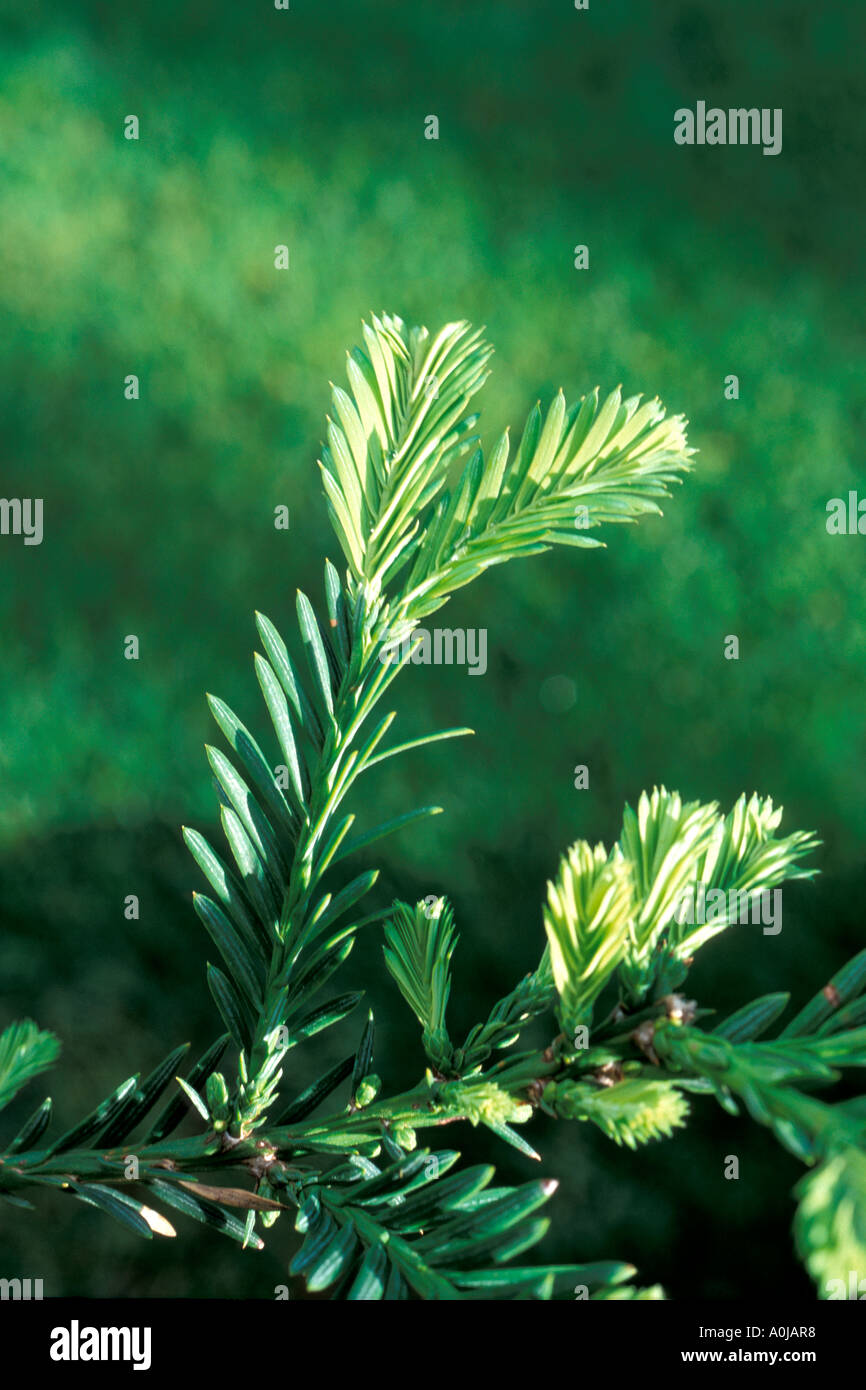 Redwood sprout hi-res stock photography and images - Alamy