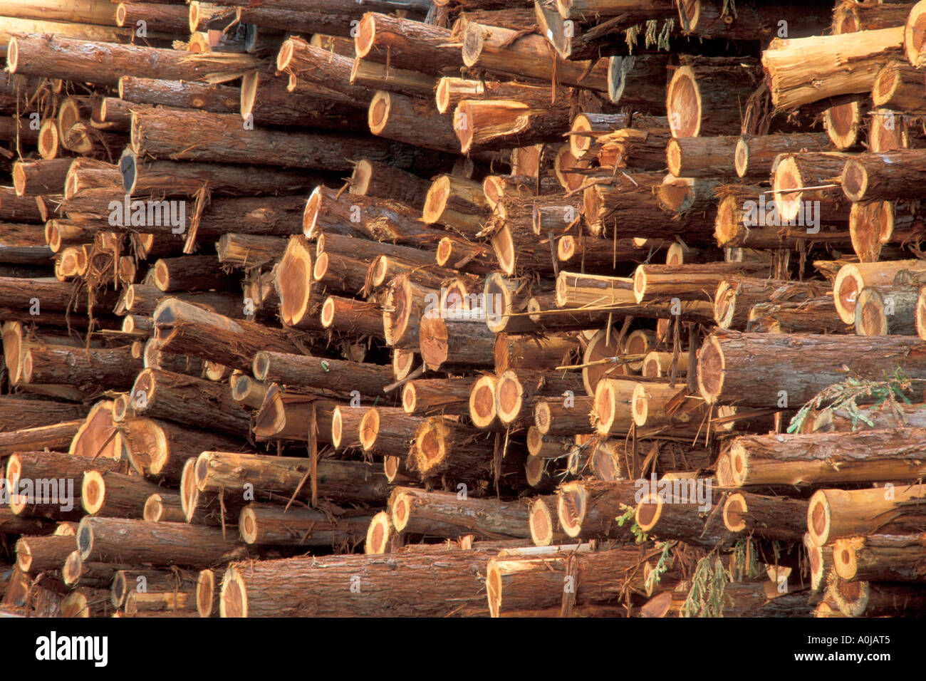 stacks of redwood tree logs at a lumber mill in Northern California ...