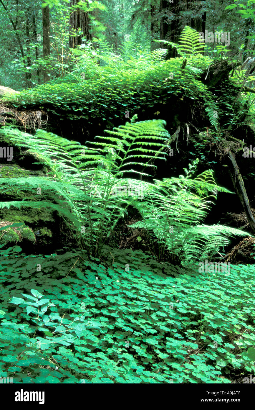 Ferns growing on forest floor hi-res stock photography and images - Alamy