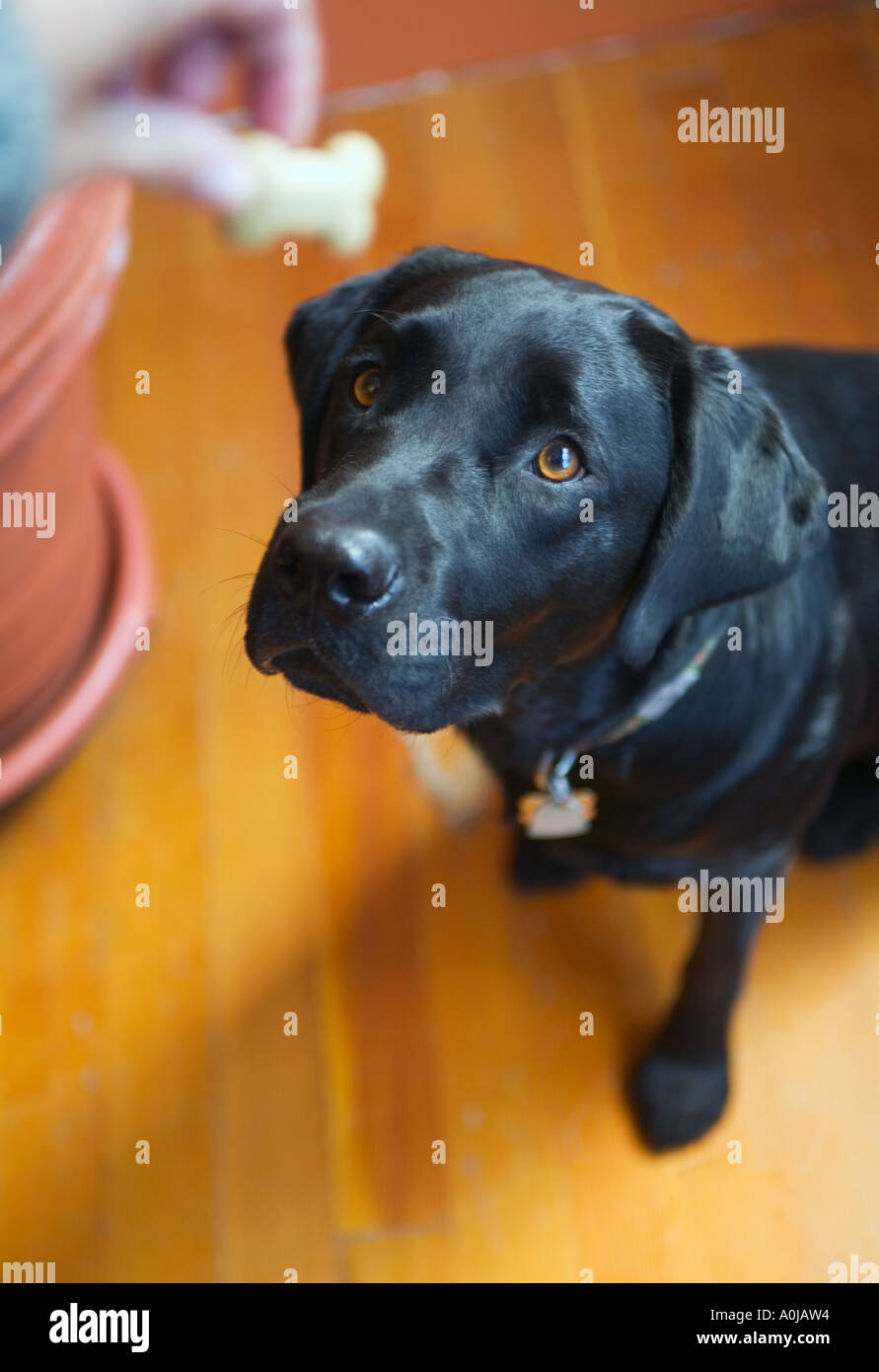 A black Lab awaits a treat Stock Photo - Alamy