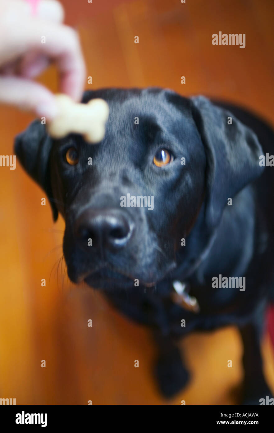 Trusting responsibility hi-res stock photography and images - Alamy