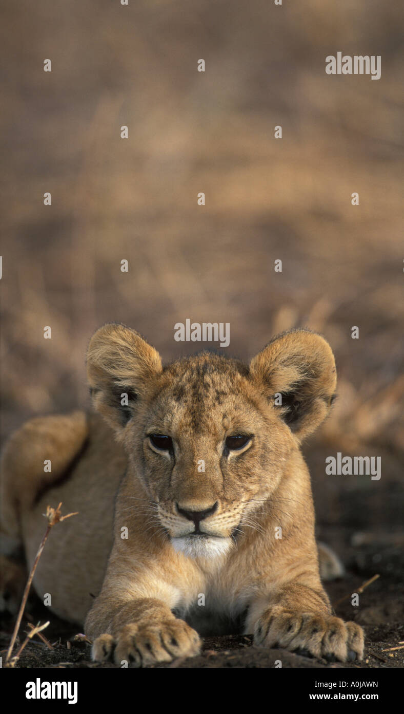 Africa Tanzania Tarangire National Park Lion cub Panthera leo resting ...