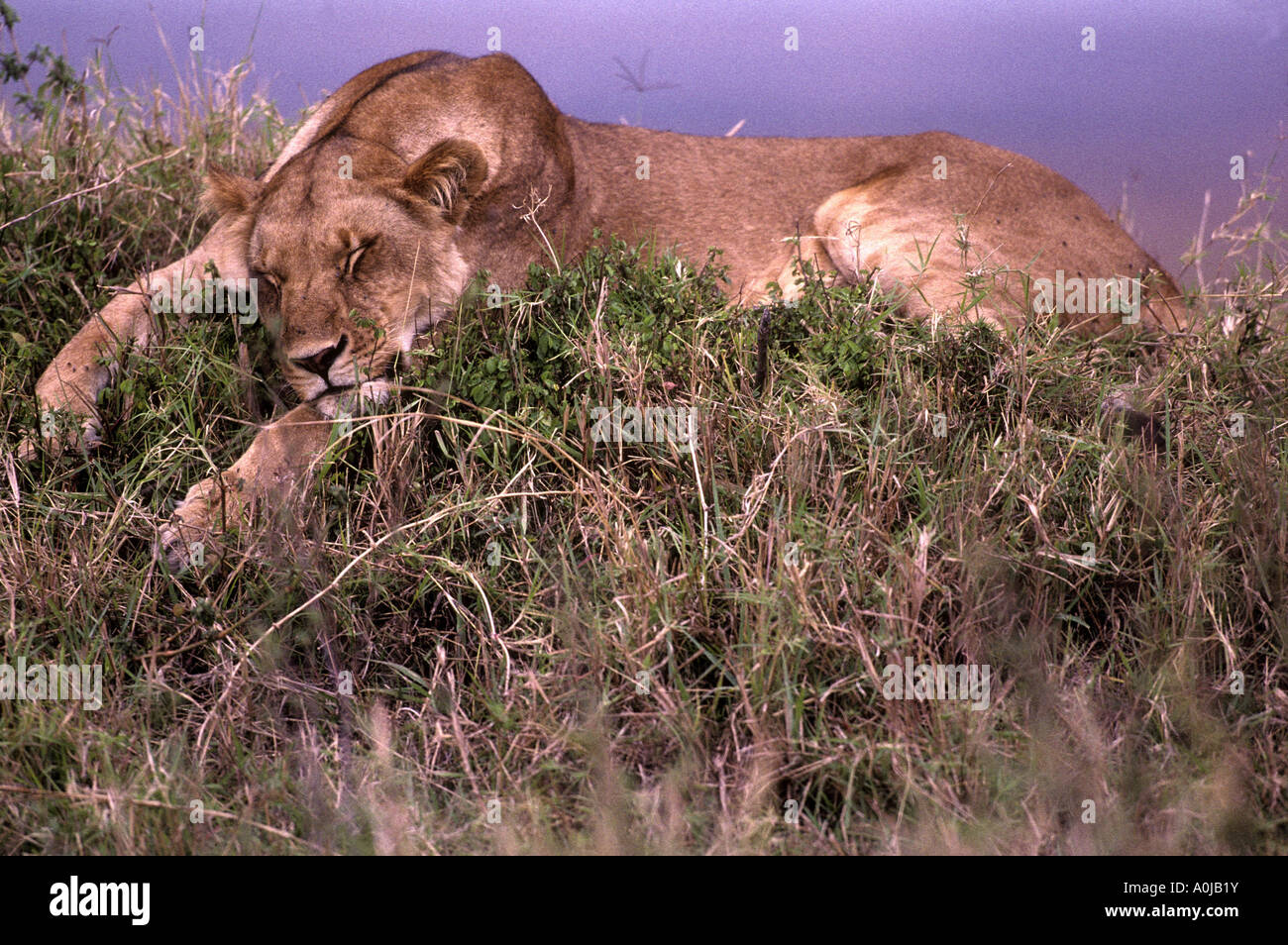 Africa Kenya Masai Mara Game Reserve Adult Lioness Panthera leo rests ...