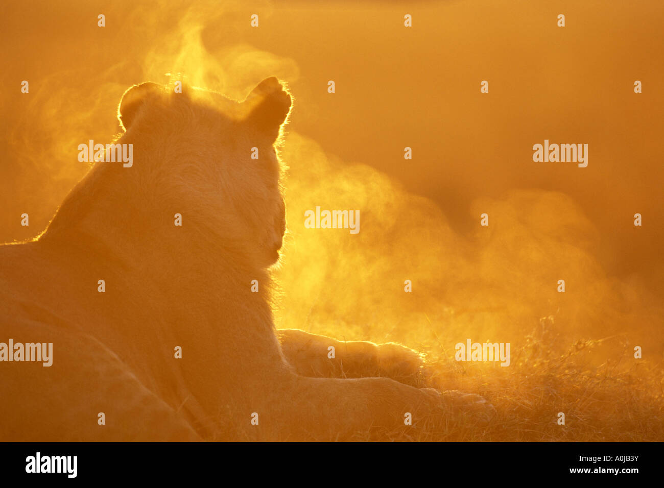 Rising lion hi-res stock photography and images - Alamy