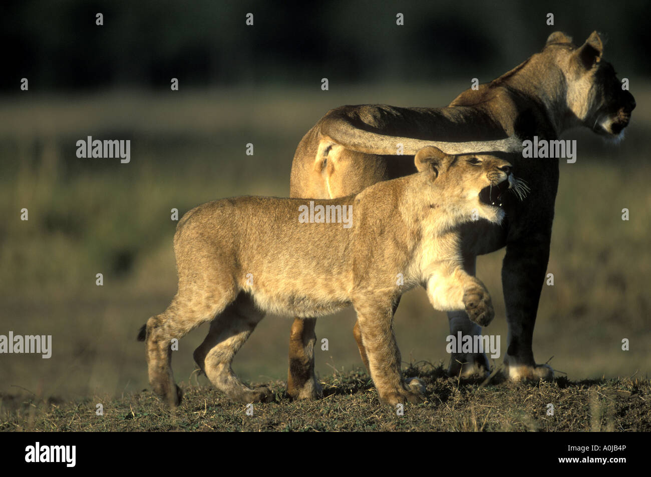 Lioness with tail up hi-res stock photography and images - Alamy