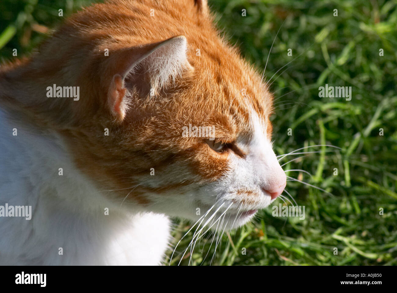 Mammals in the meadow hi-res stock photography and images - Alamy