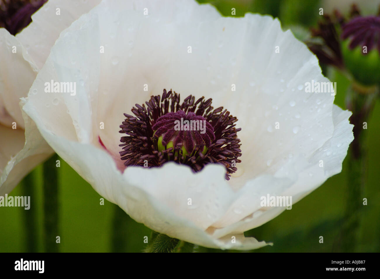 Poppy aesthetic hi-res stock photography and images - Alamy