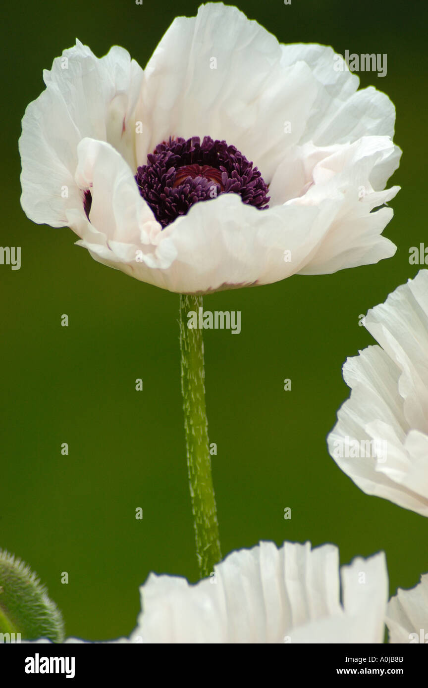 White poppy peace hi-res stock photography and images - Alamy