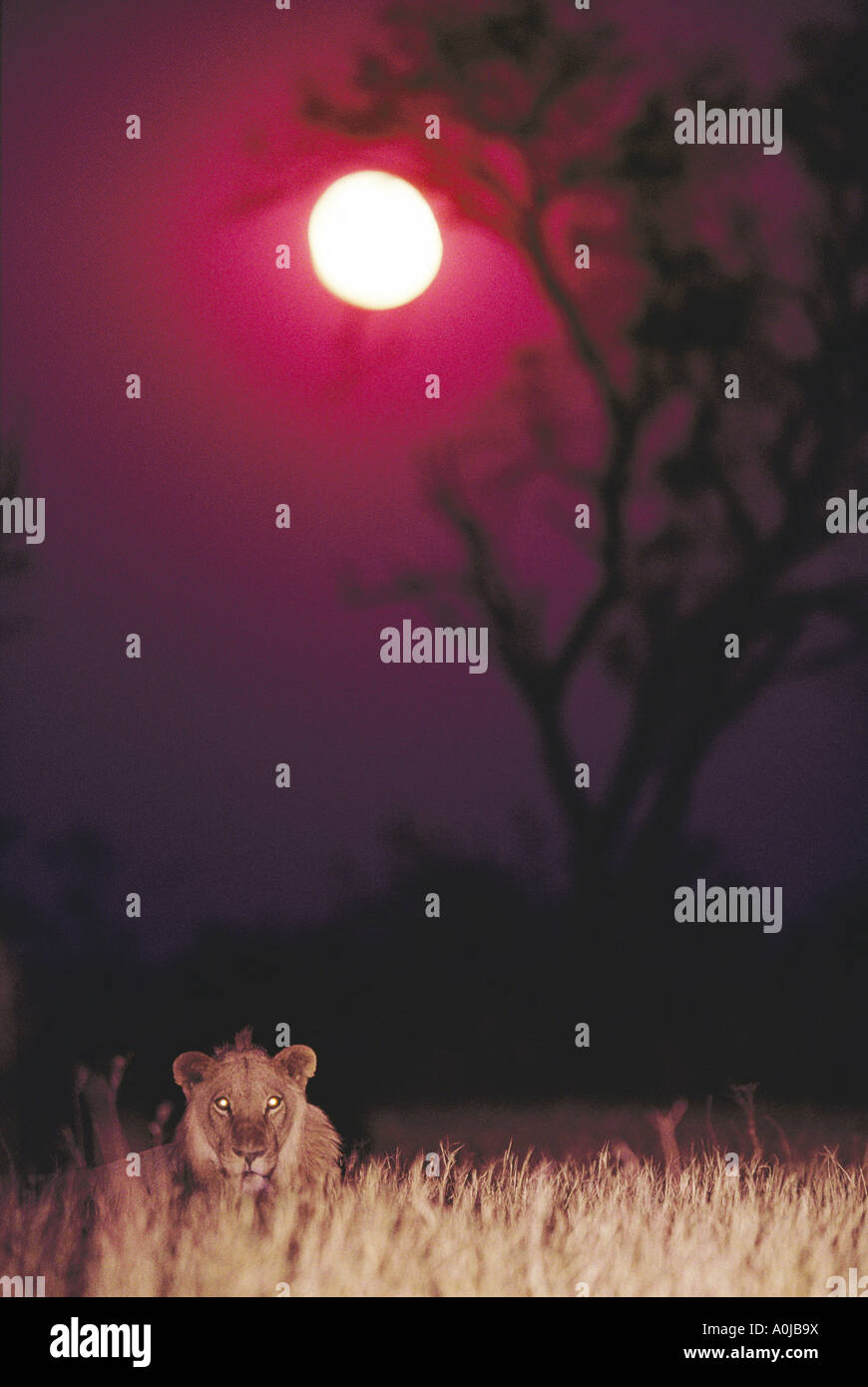 Rising lion hi-res stock photography and images - Alamy