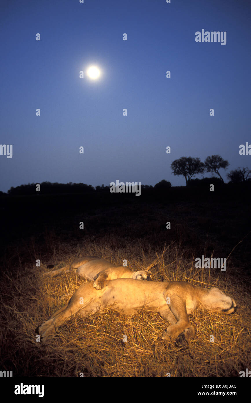 Botswana Moremi Game Reserve Two Lioness Panthera leo napping under ...