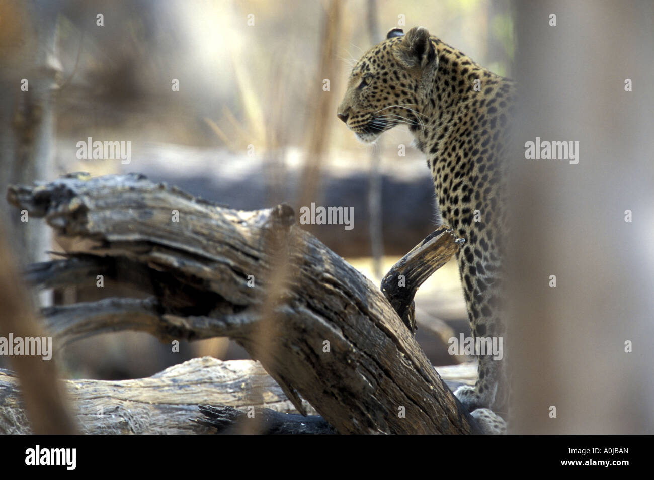 Botswana Moremi Game Reserve Adult Female Leopard Panthera pardus ...