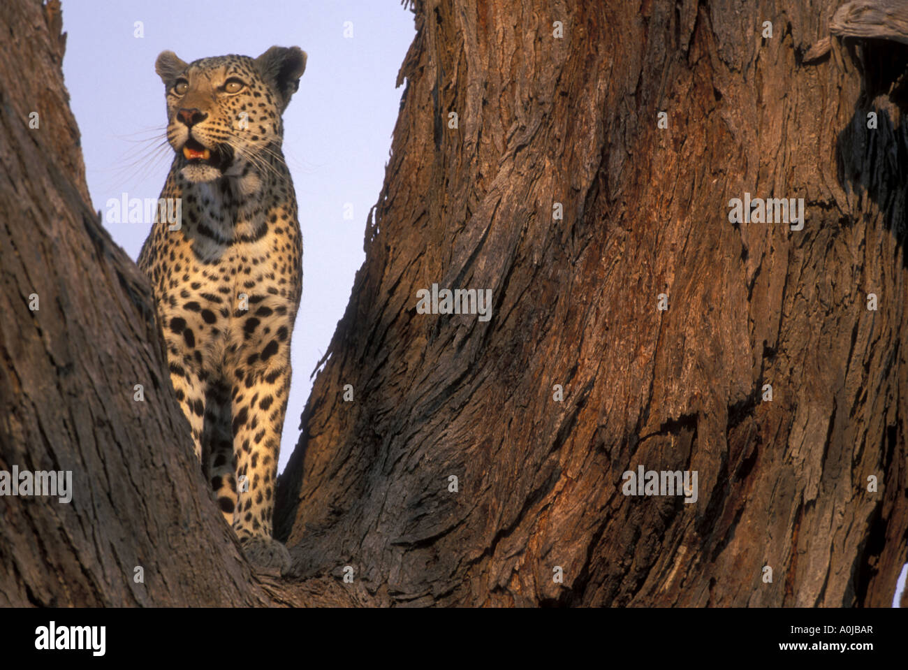 Botswana Moremi Game Reserve Adult Male Leopard Panthera pardus lit by ...