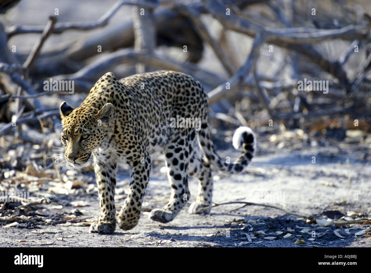 Botswana Moremi Game Reserve Adult Female Leopard Panthera pardus ...