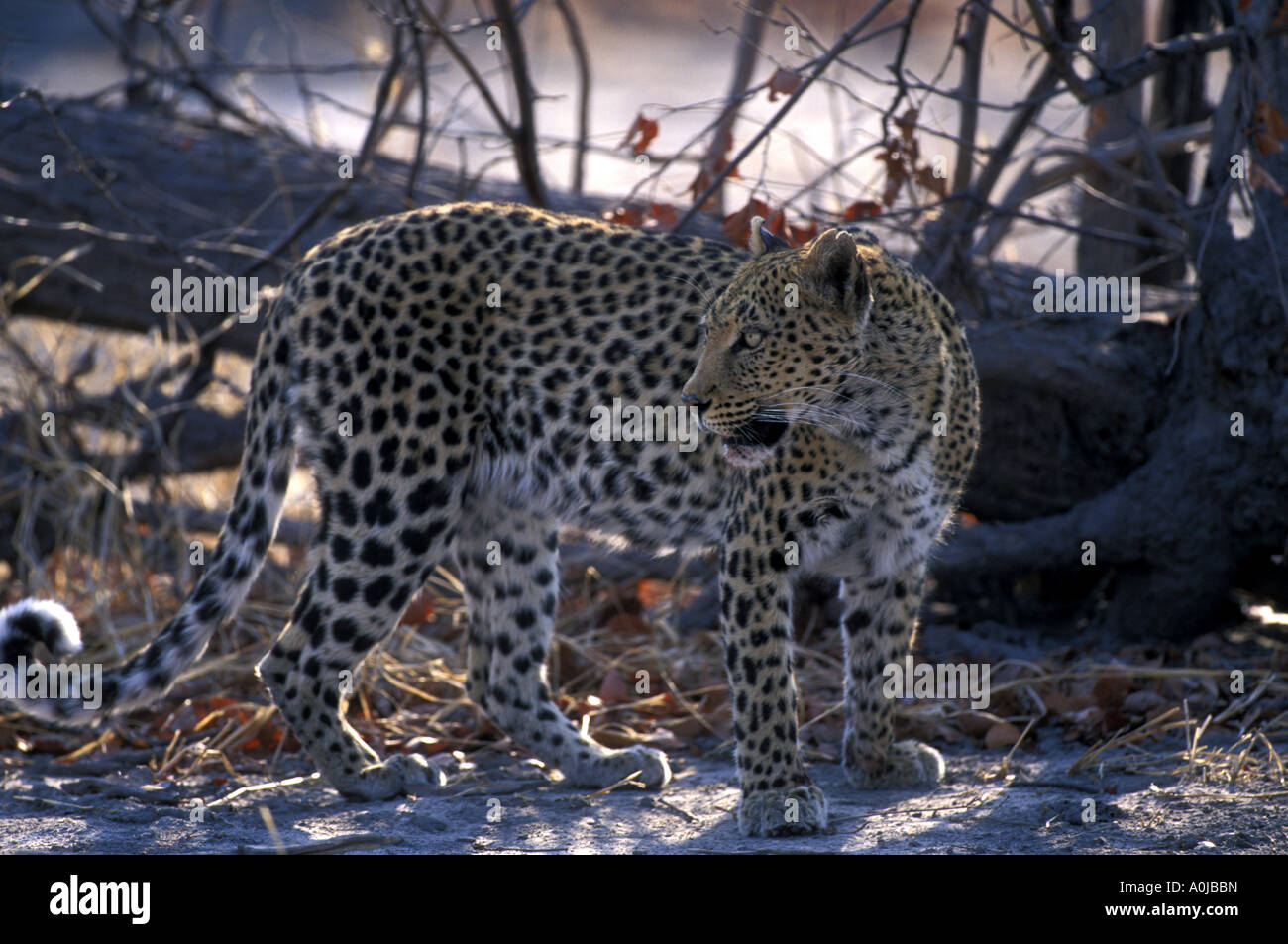 Botswana Moremi Game Reserve Adult Female Leopard Panthera pardus ...