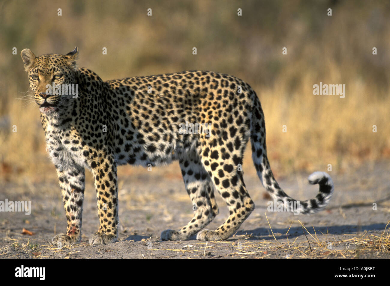 Botswana Moremi Game Reserve Adult Female Leopard Panthera pardus ...