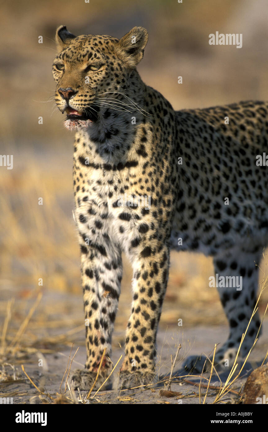 Botswana Moremi Game Reserve Adult Female Leopard Panthera pardus ...