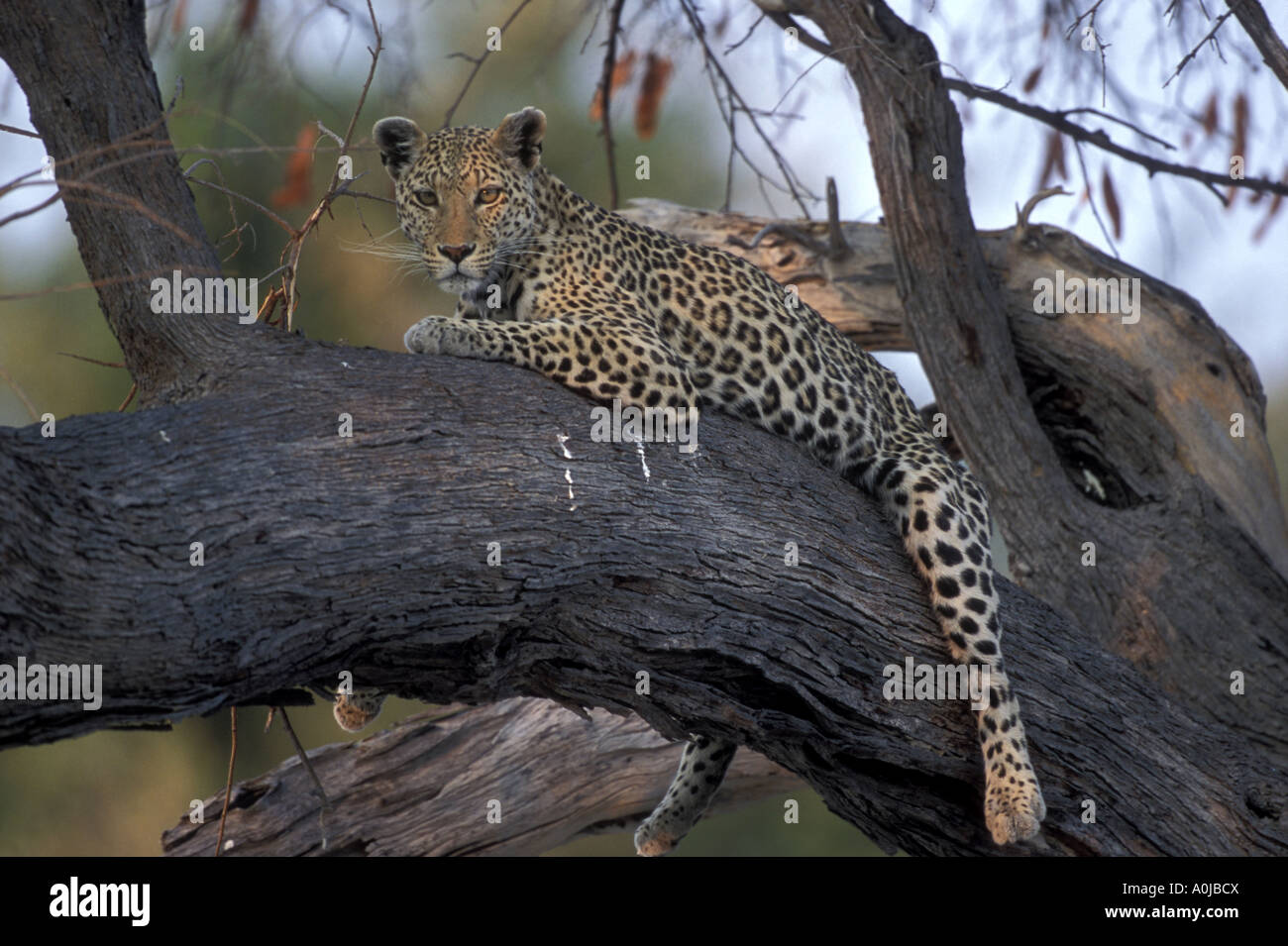 Botswana Moremi Game Reserve Adult Female Leopard Panthera pardus lit ...