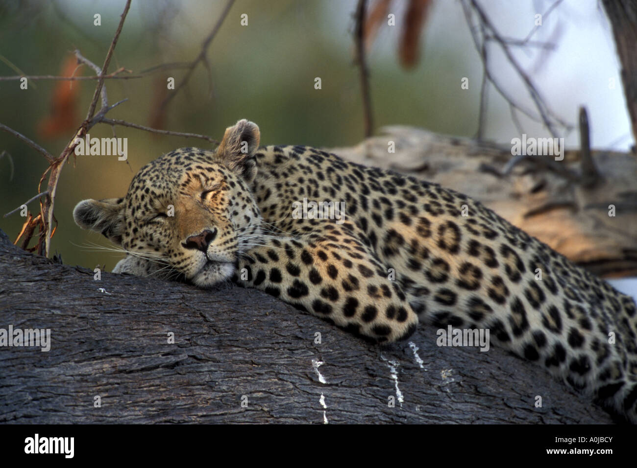 Botswana Moremi Game Reserve Adult Female Leopard Panthera pardus lit ...