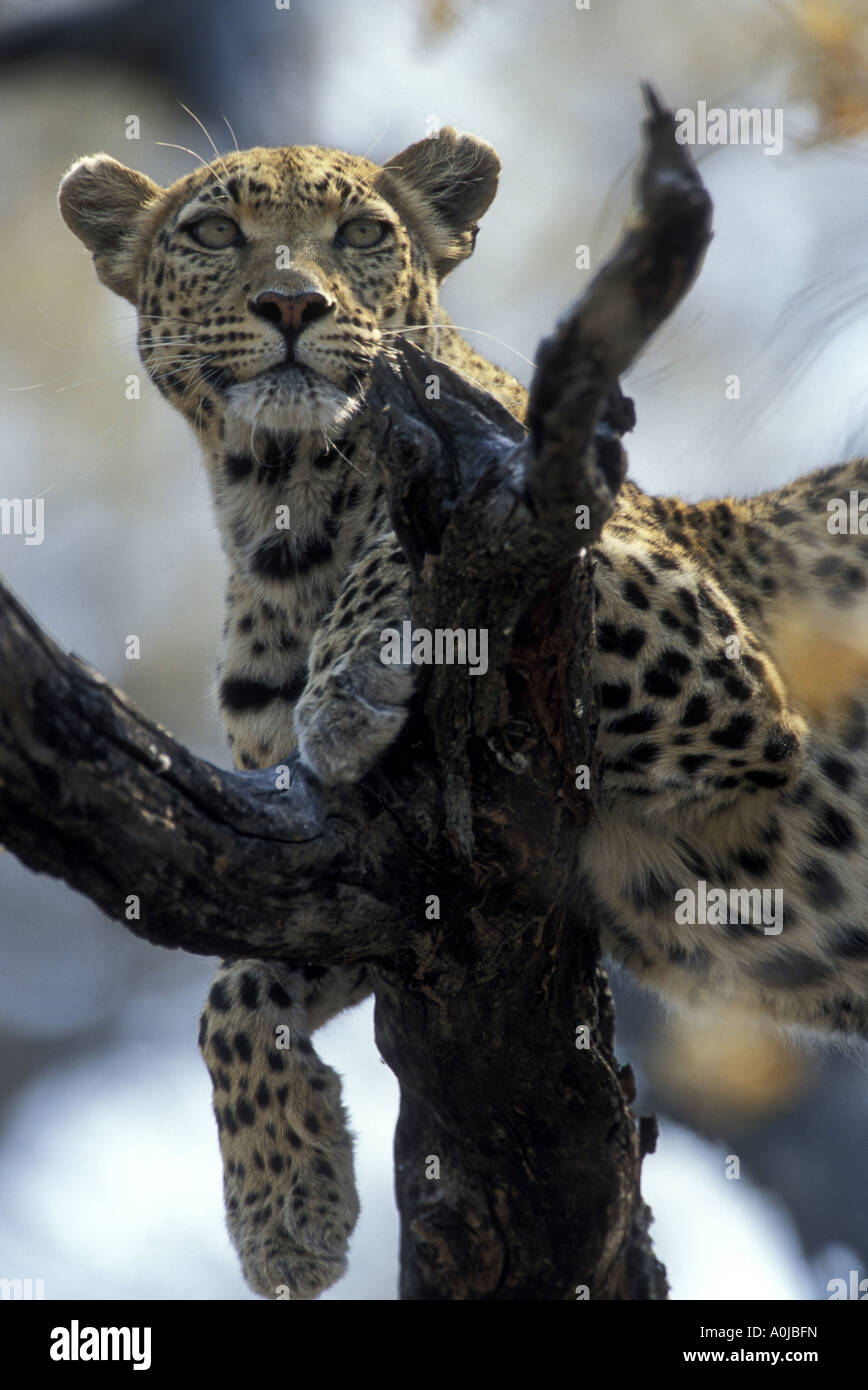 Botswana Moremi Game Reserve Adult Female Leopard Panthera pardus rests ...