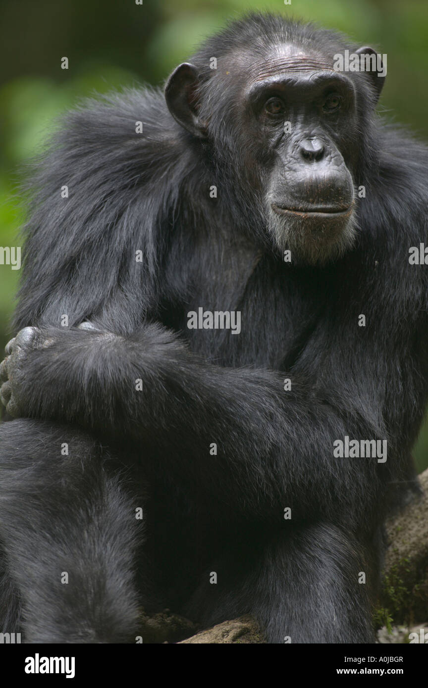 Africa Uganda Kibale Forest Reserve Portrait of adult Chimpanzee Pan ...