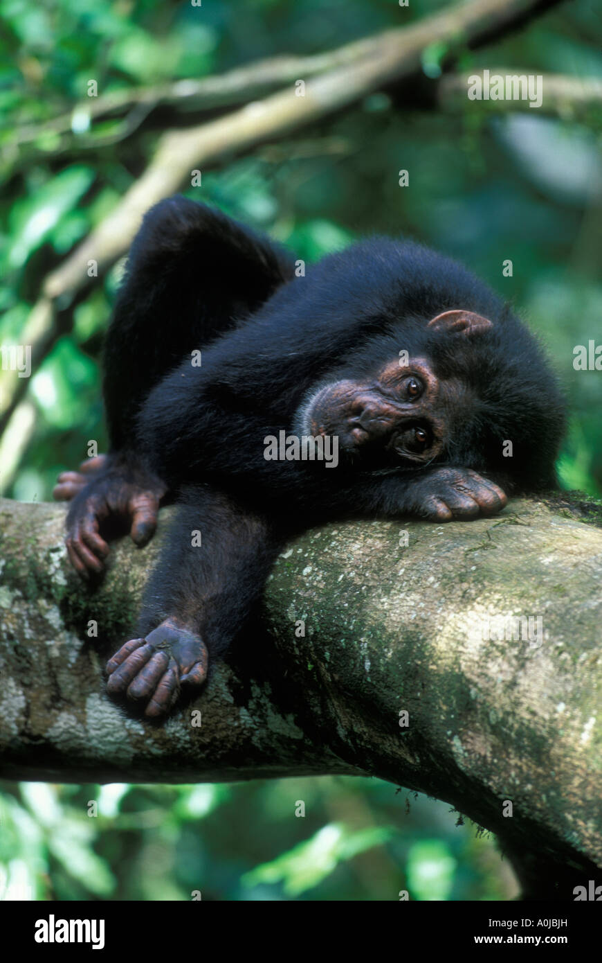 Chimp sitting on log hi-res stock photography and images - Alamy