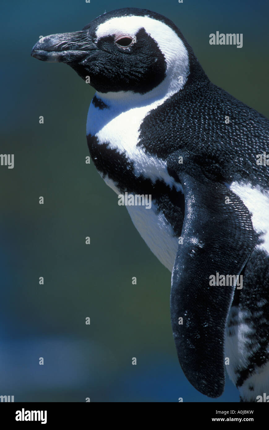 Blackfoot jackass penguin hi-res stock photography and images - Alamy