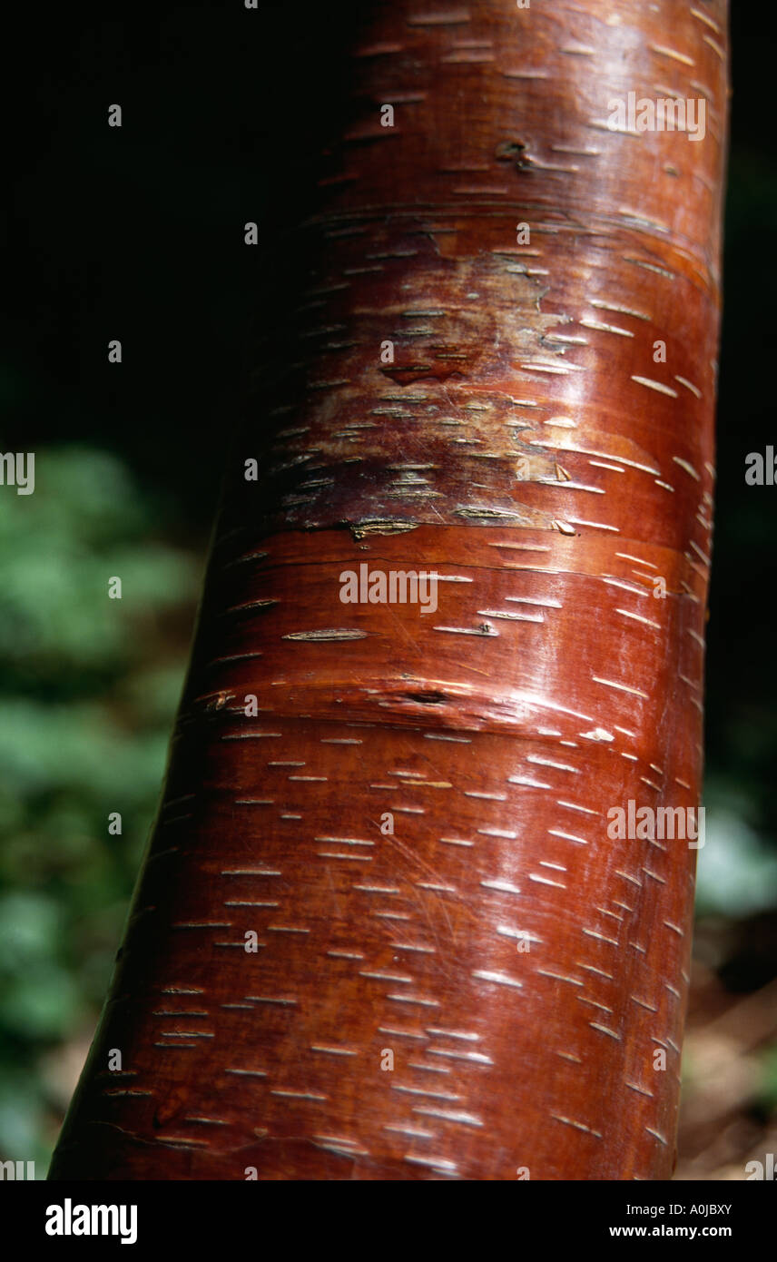 Tibetan cherry tree prunus serrula trunk hi-res stock photography and ...