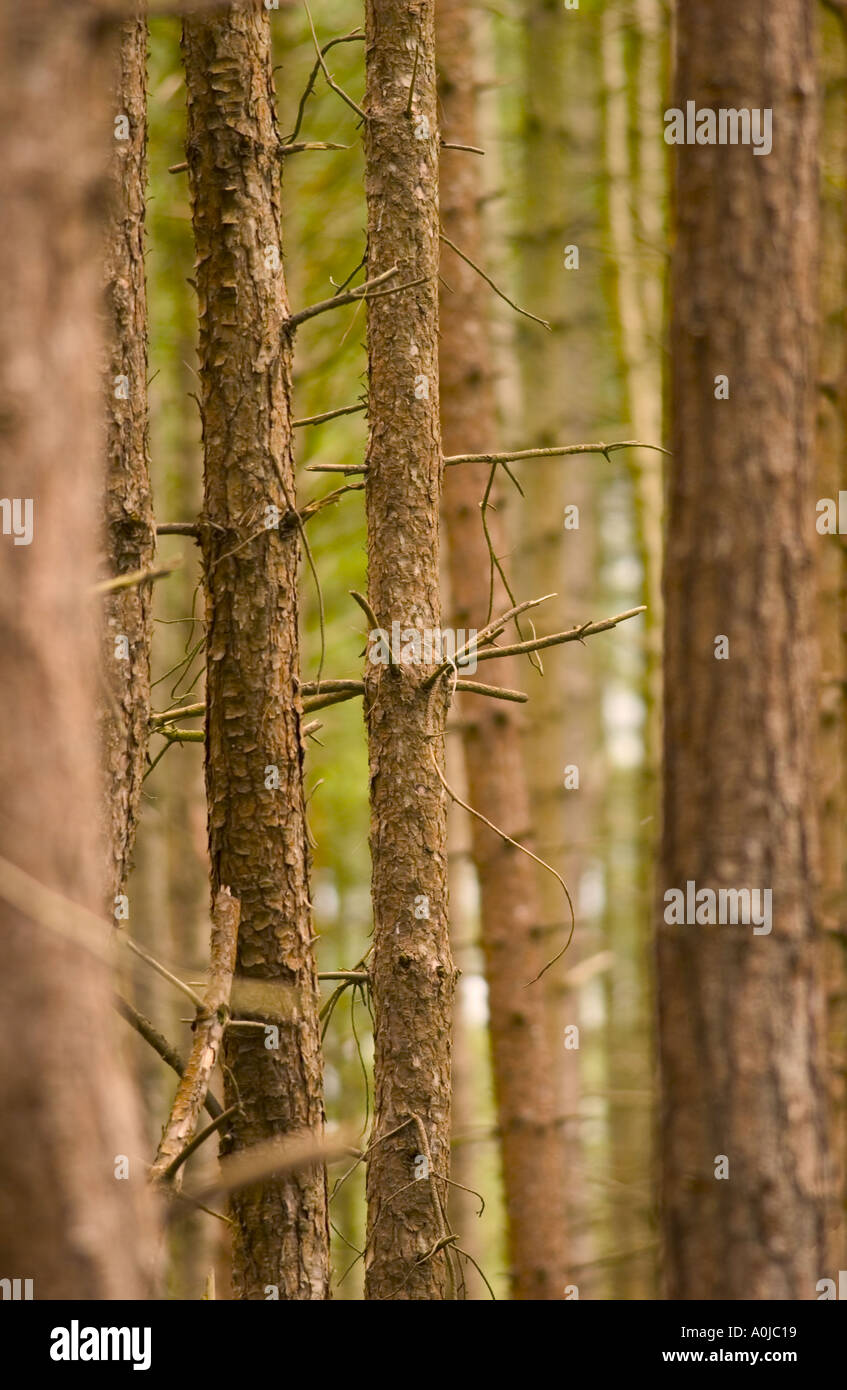 Densely planted pine forest Stock Photo - Alamy
