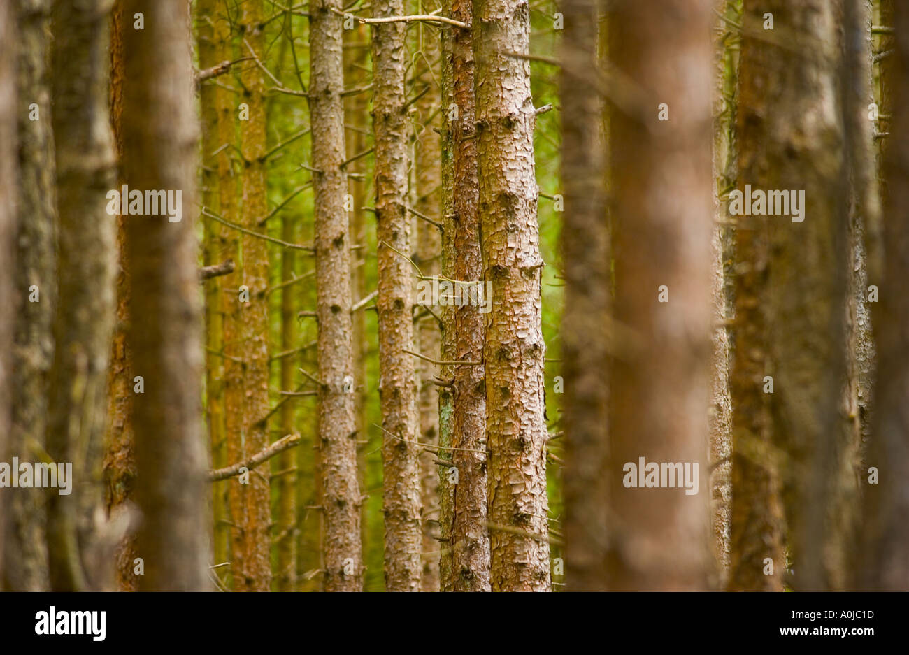Densely growing trees hi-res stock photography and images - Alamy