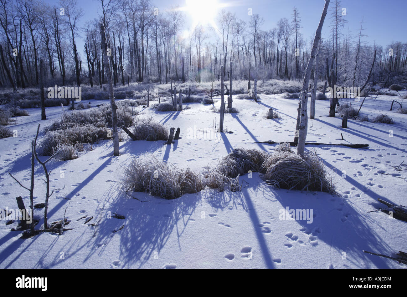 Frosty winter scene Stock Photo - Alamy