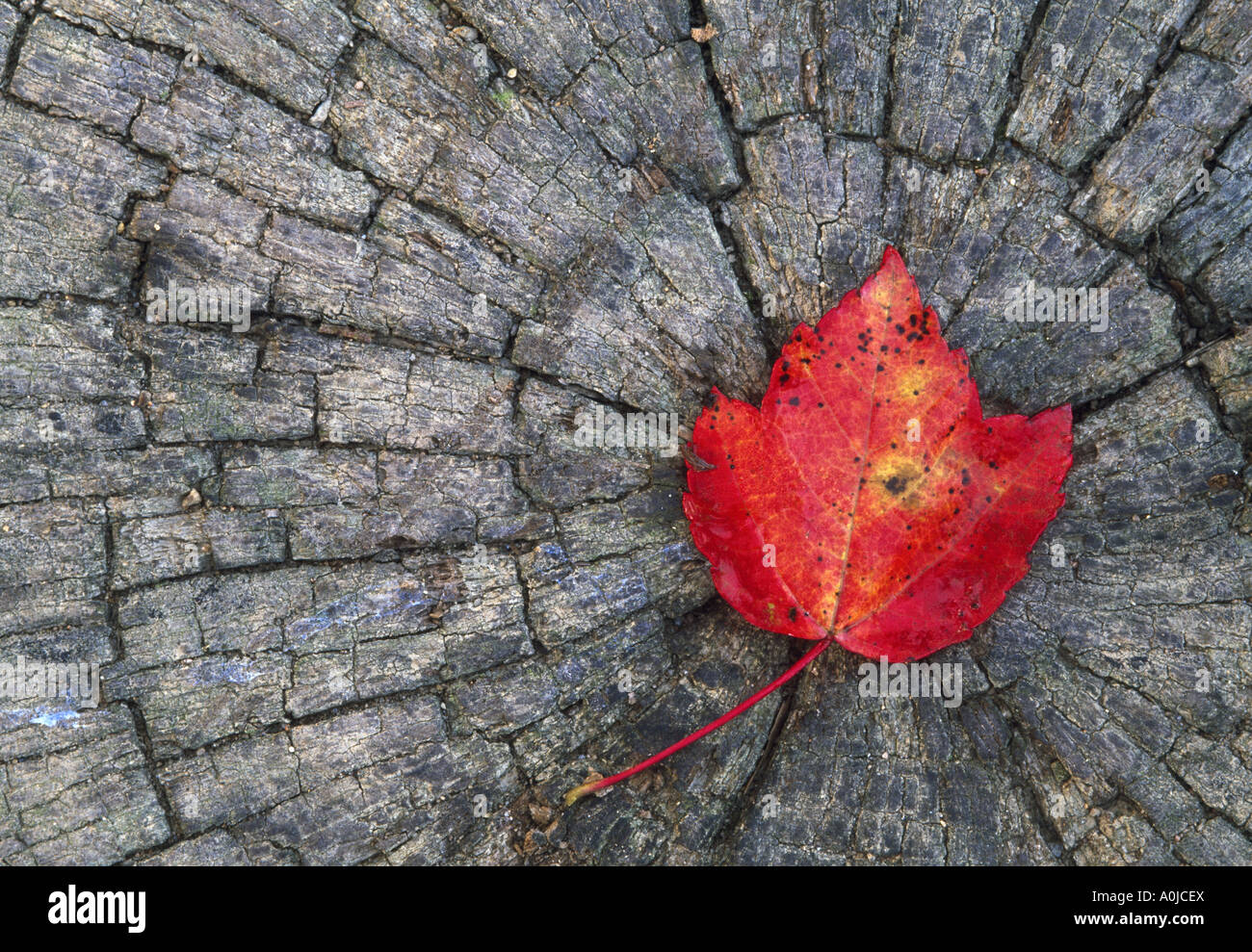 Bts0043 hi-res stock photography and images - Alamy