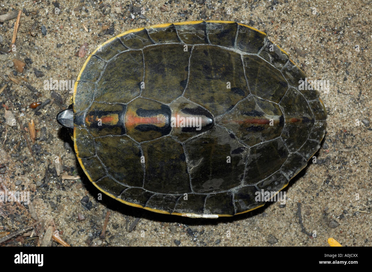 Turtle shell top view hi-res stock photography and images - Alamy