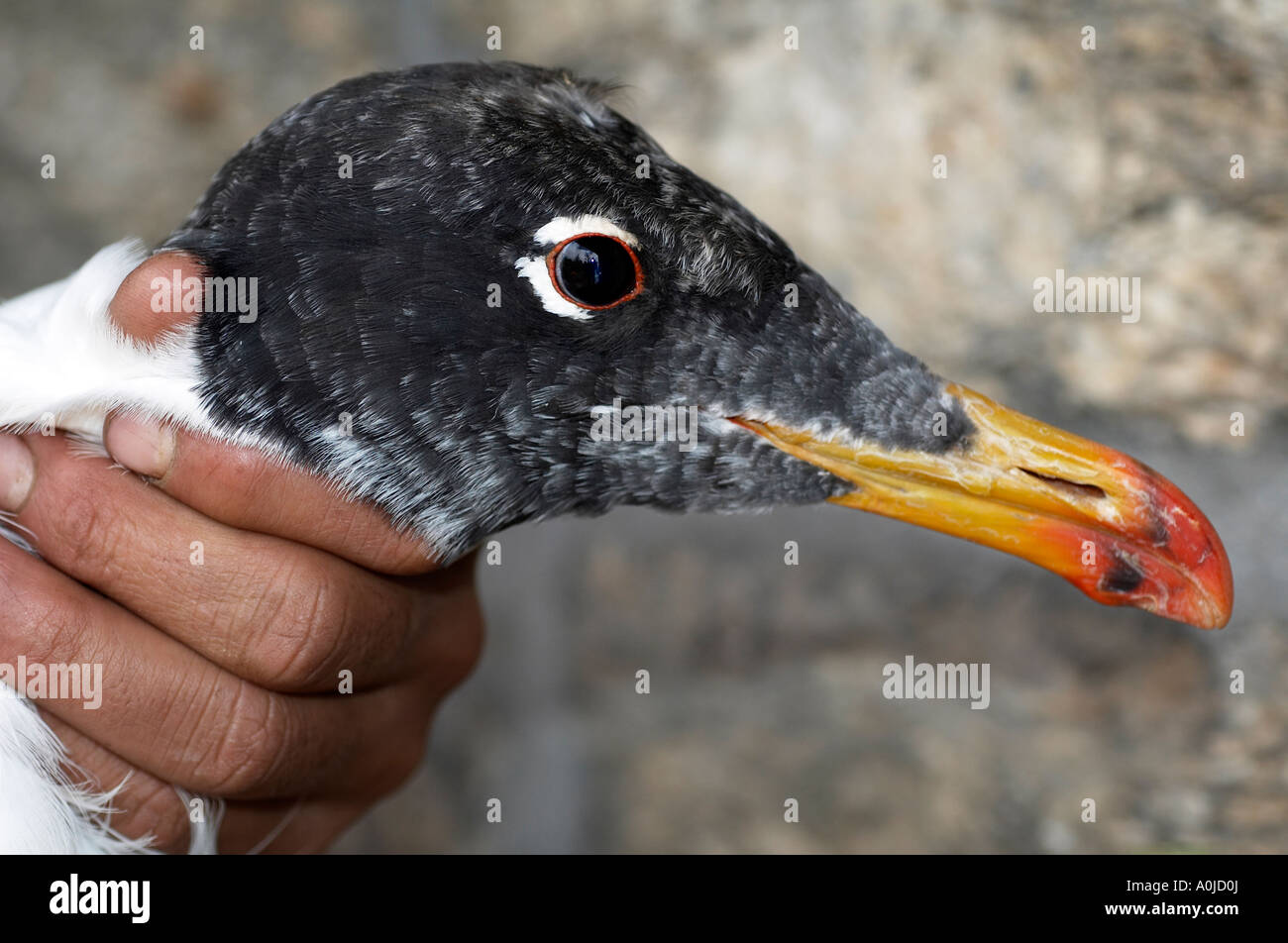 Close up uttaranchal india hi-res stock photography and images - Alamy