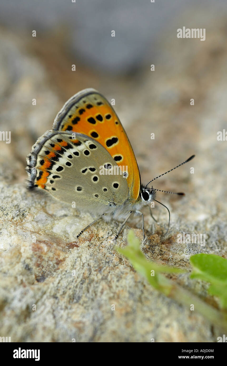 Butterfly of india hi-res stock photography and images - Alamy