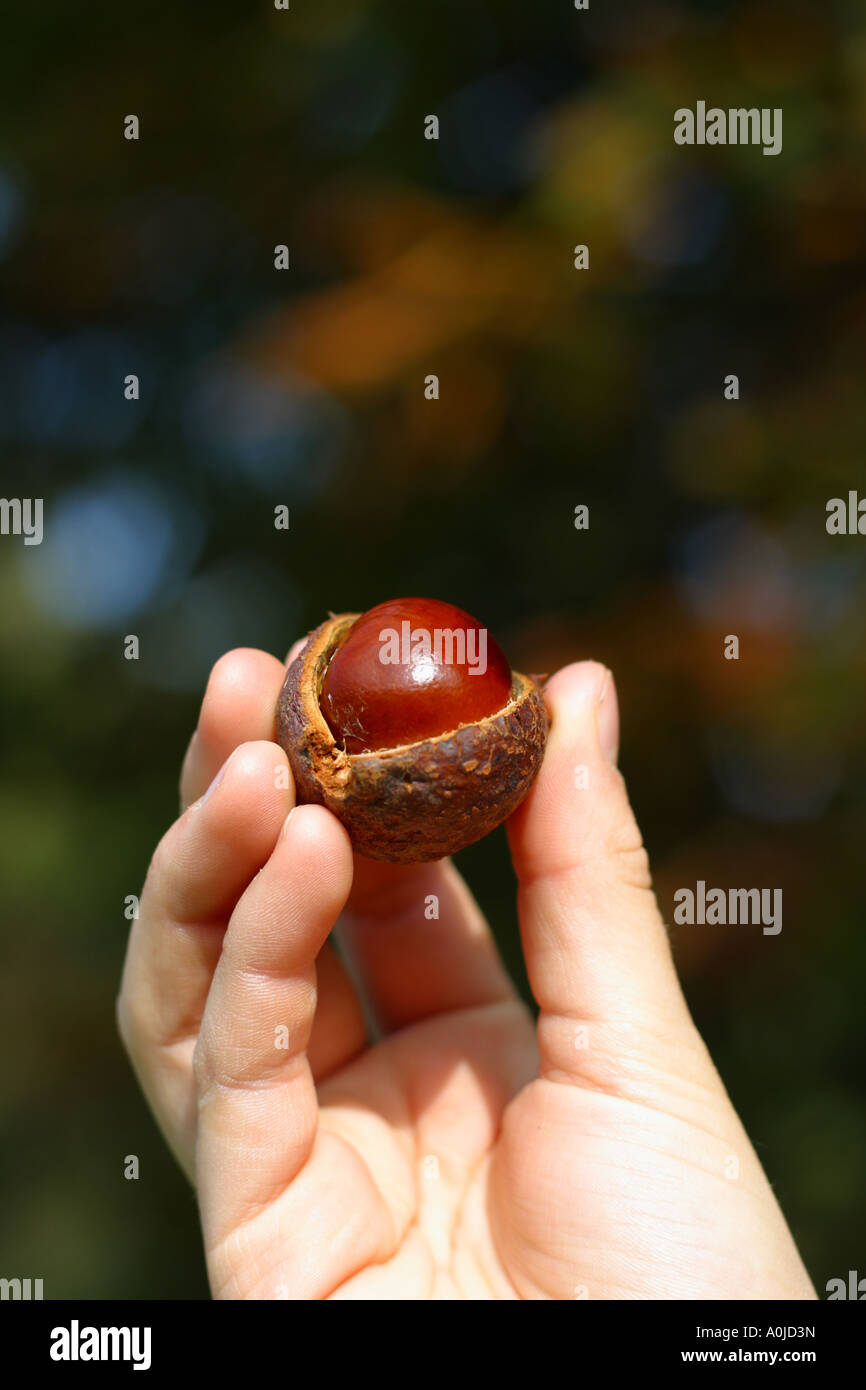 Conker in shell hi-res stock photography and images - Alamy