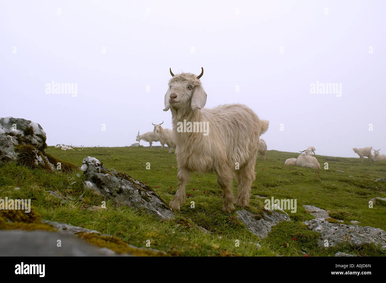 Goat in alpine meadow, Uttaranchal, India Stock Photo - Alamy