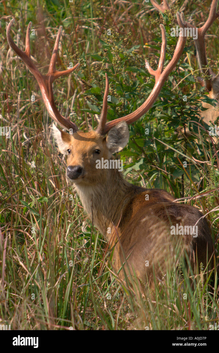 Barasingha, Kanha Madhya Pradesh, India Stock Photo - Alamy