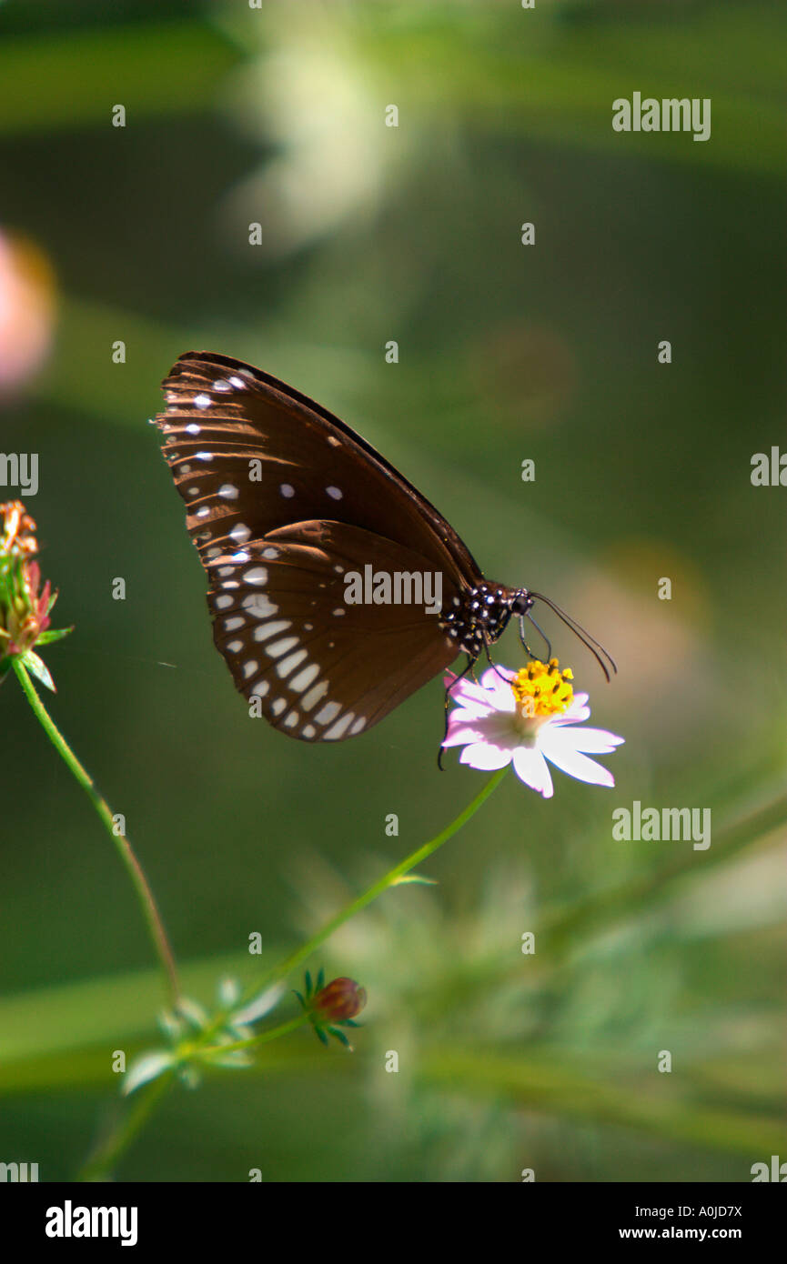 COMMON CROW BUTTERFLY Euploea core , Kanha Madhya Pradesh, INDIA Stock ...