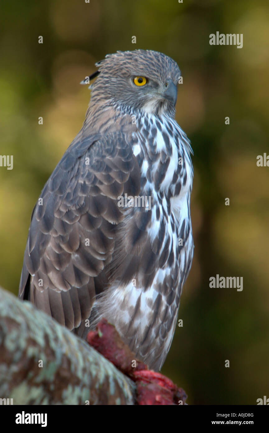 Changeable hawk-eagle or crested hawk-eagle, Nisaetus cirrhatus, Kanha ...