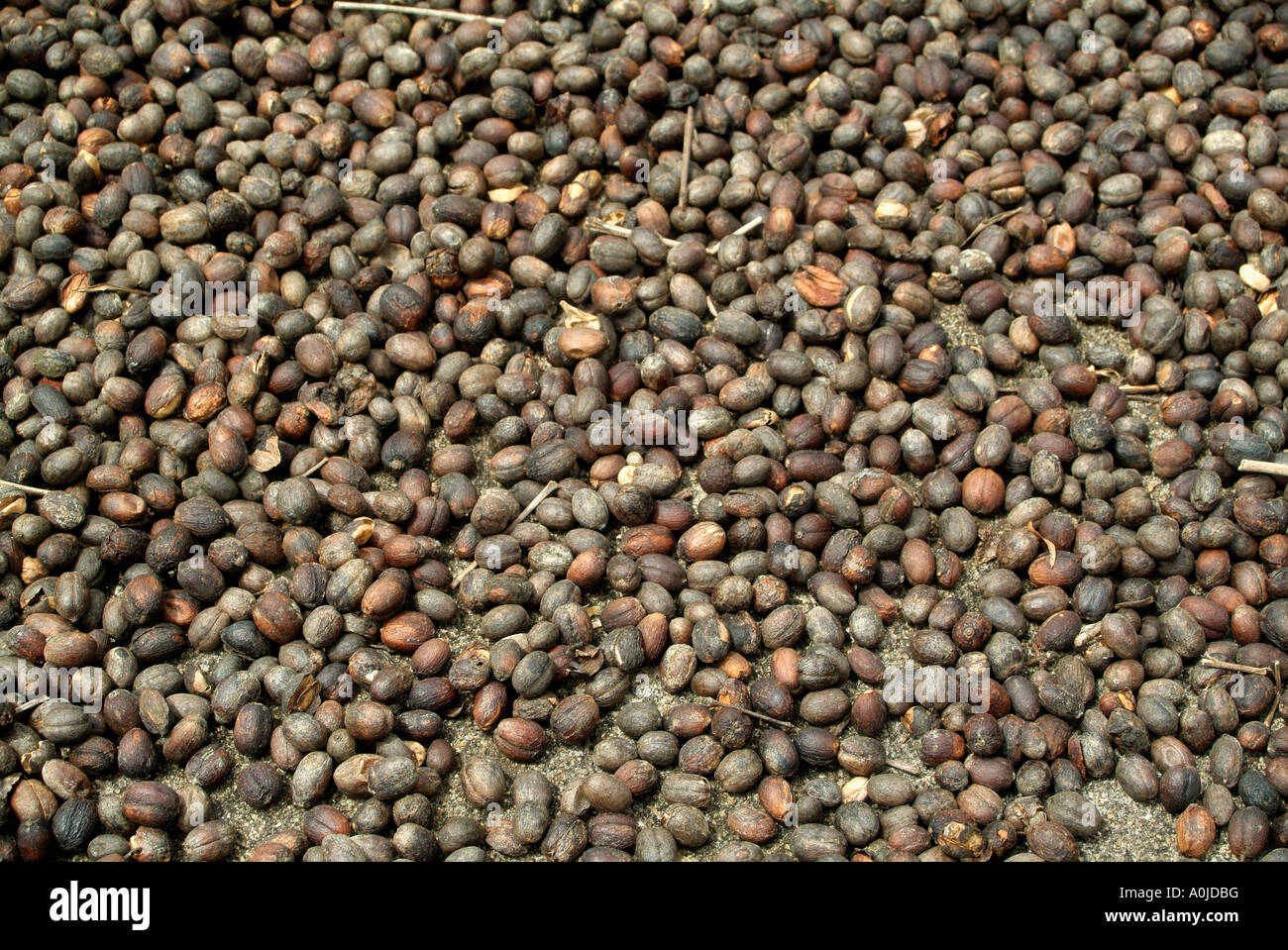 Raw coffee seeds drying hi-res stock photography and images - Alamy