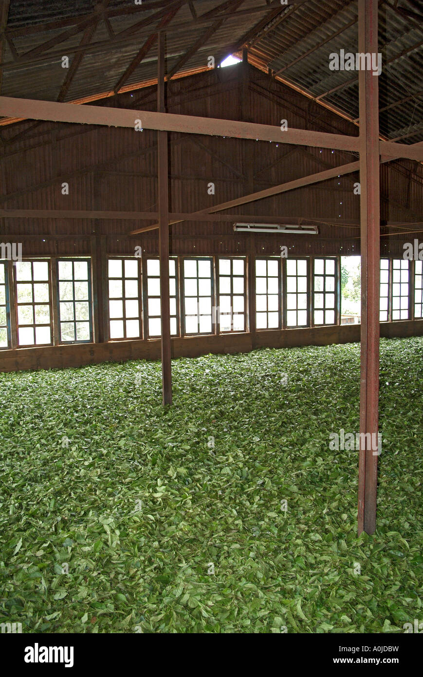 Tea factory hi-res stock photography and images - Alamy