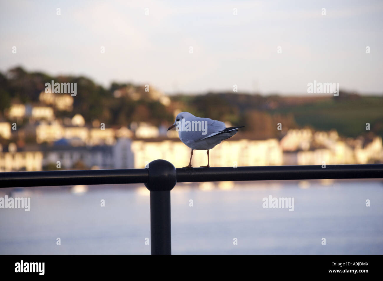 Appledore harbor hi-res stock photography and images - Alamy