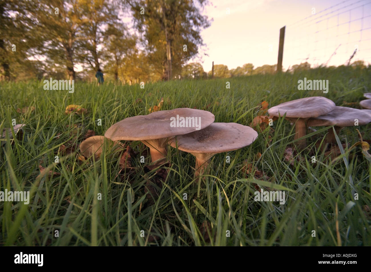 fungi mushroom toadstool fungus mushrooms toadstools nature Stock Photo ...