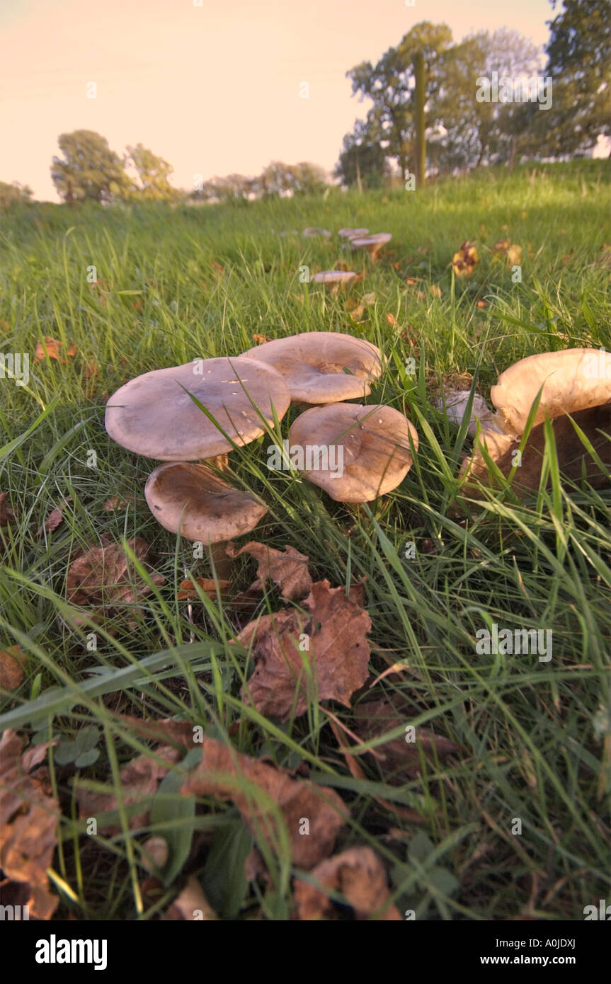 fungi mushroom toadstool fungus mushrooms toadstools nature Stock Photo ...