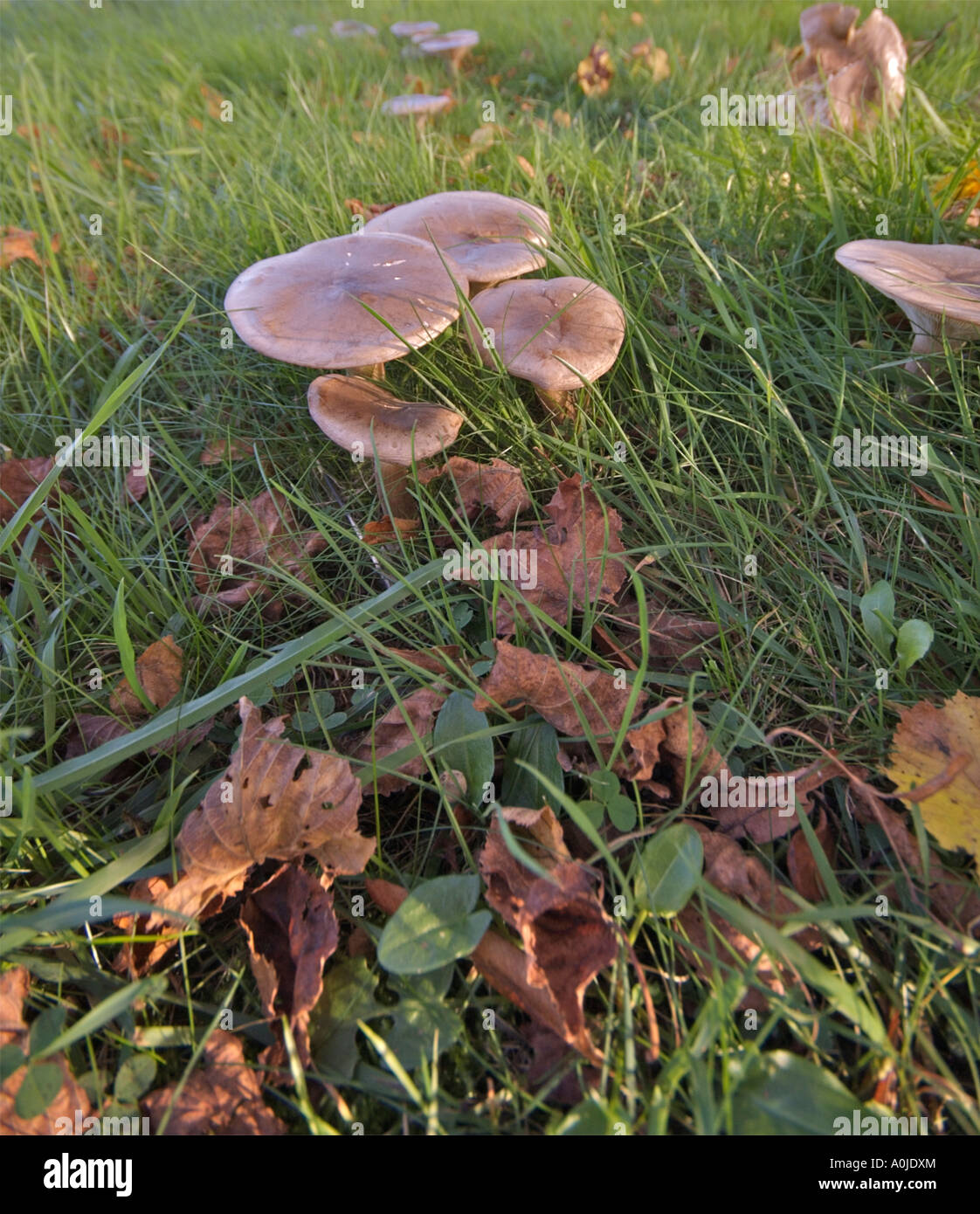 fungi mushroom toadstool fungus mushrooms toadstools nature Stock Photo ...