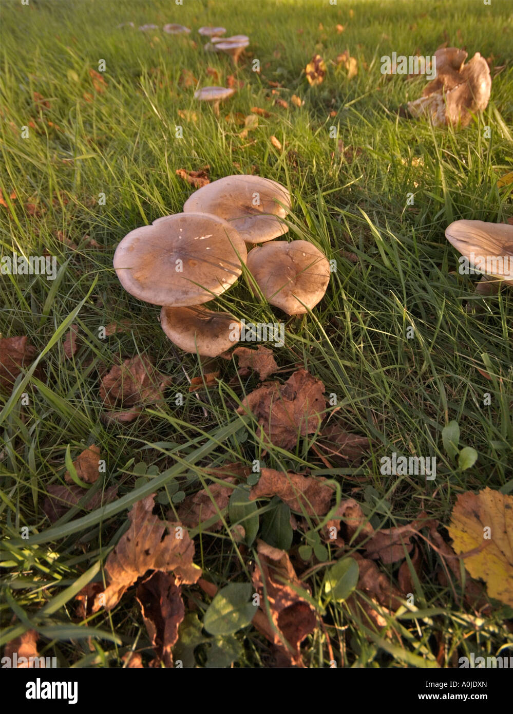 fungi mushroom toadstool fungus mushrooms toadstools nature Stock Photo ...