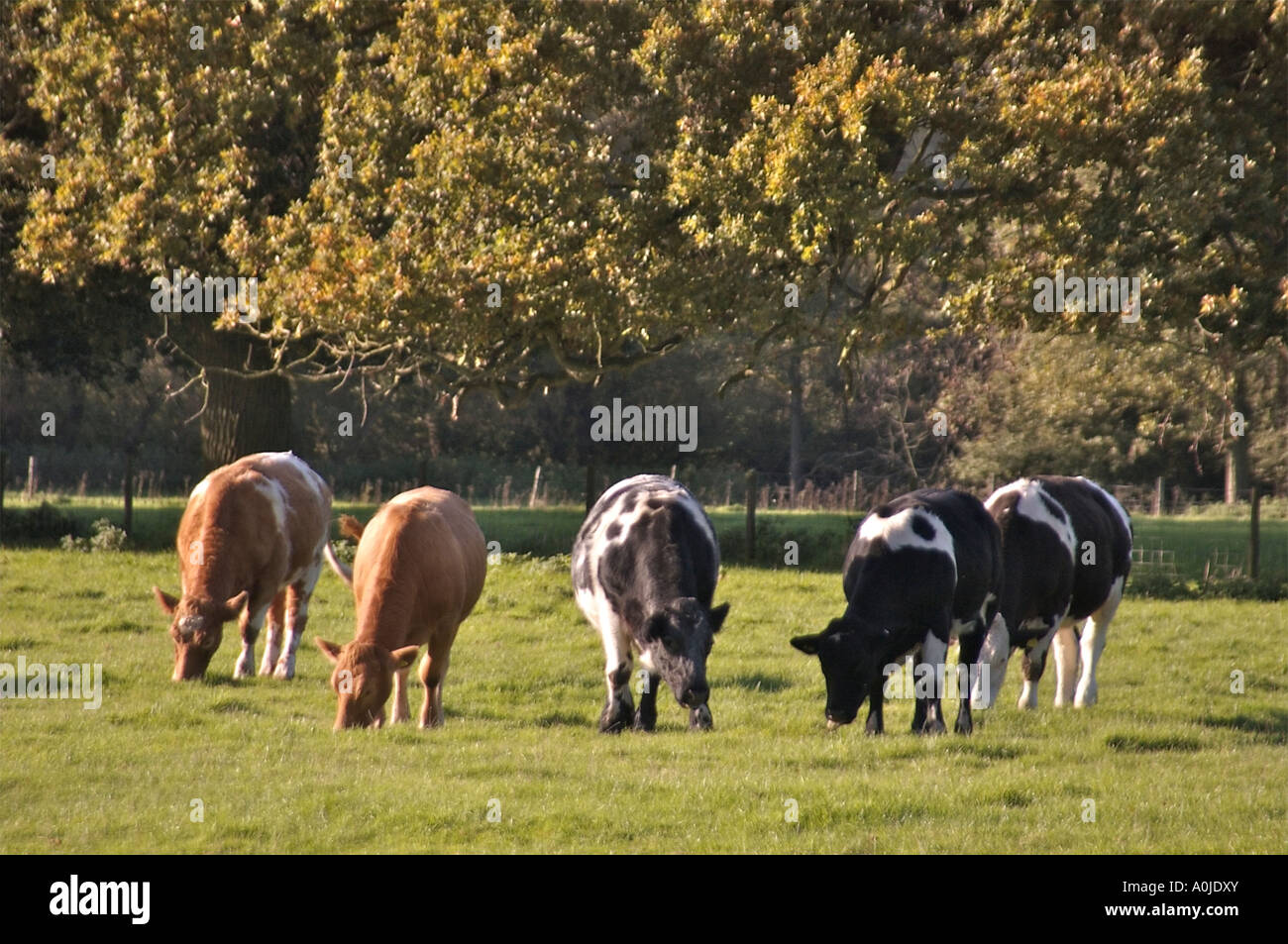 cattle baddesley clinton estate Stock Photo - Alamy