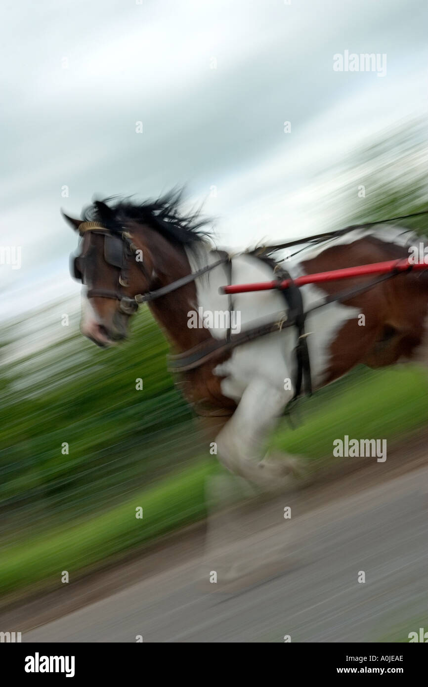 Gypsy horse race hi-res stock photography and images - Alamy