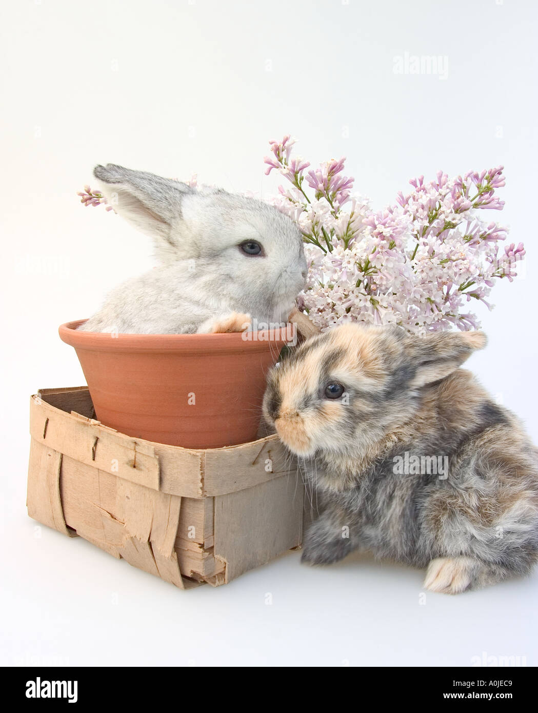 Two baby rabbits playing together in plant pots with spring lilac ...