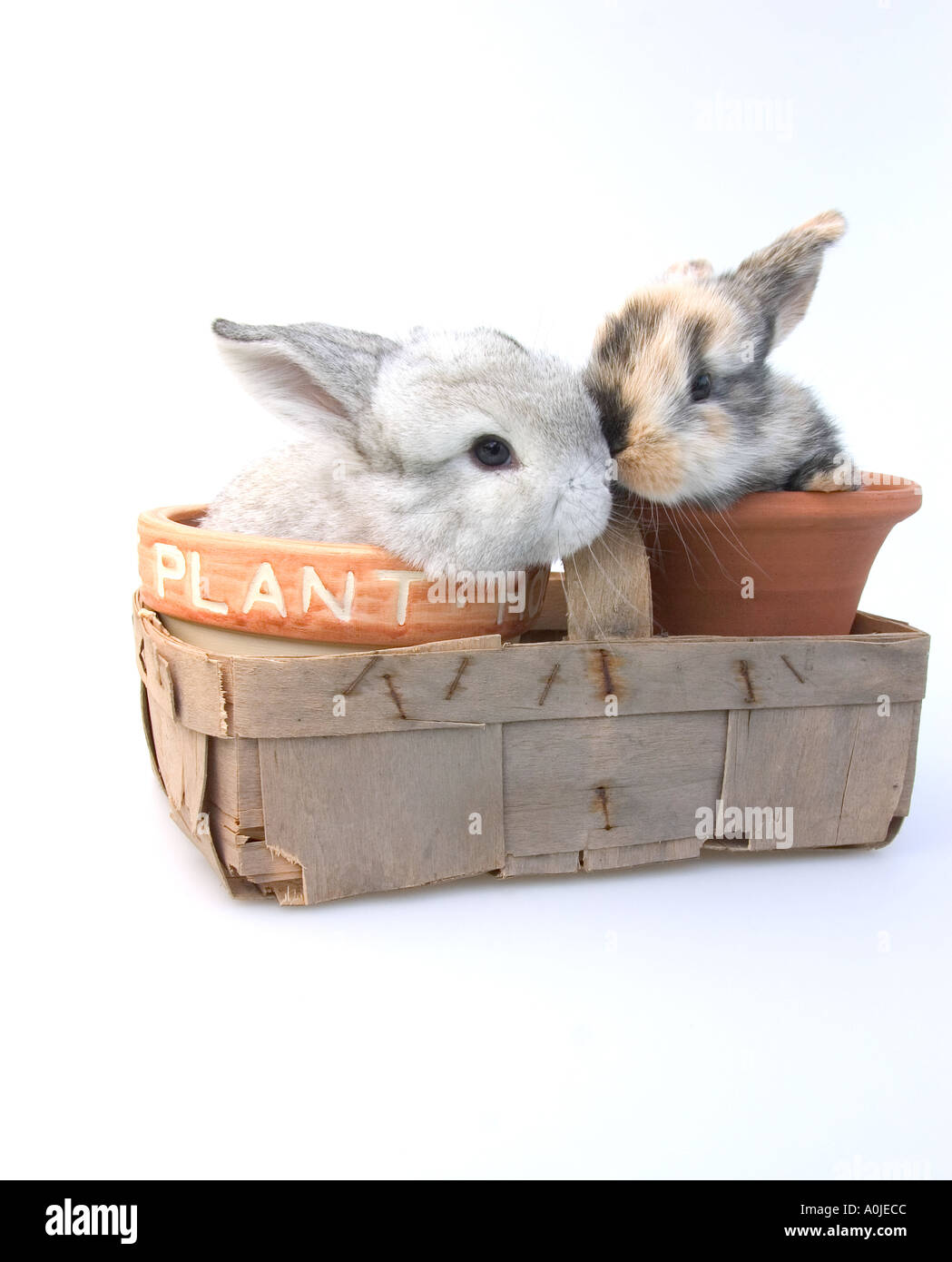Two baby rabbits sitting together in plant pots held in a gardener's ...